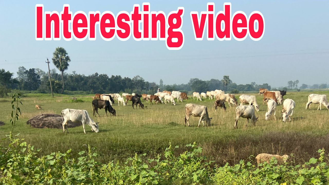 Interesting video | The full watching this video - YouTube