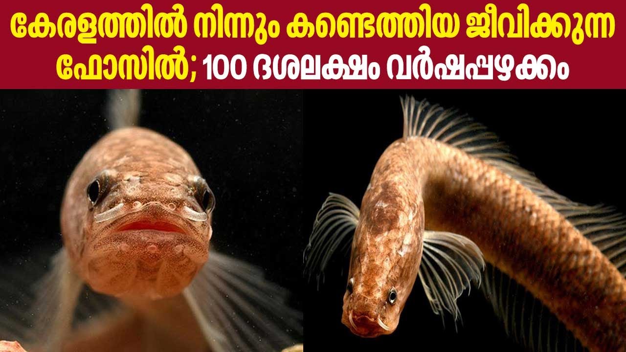 Newly-discovered Gollum snakehead fish from Kerala may have lived ...