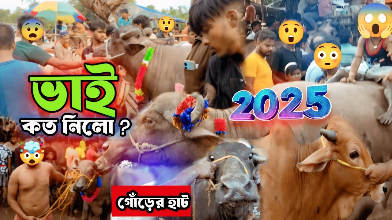 The biggest cow and buffalo market | gabtoli goru and buffalo price ...