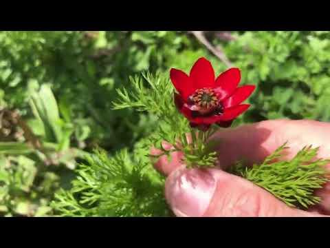 Çiçekleri Şifalı Olan KAN DAMLASI OTU Adonis aestivalis