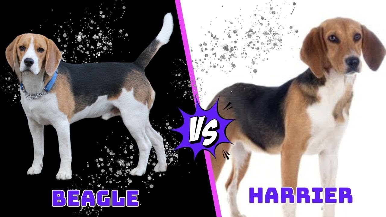 Beagle Vs Harrier - YouTube