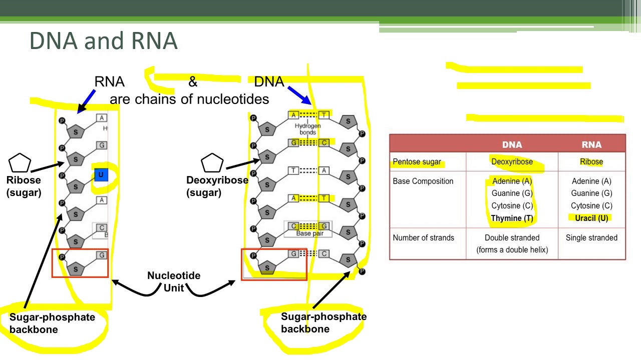 Differences Between Dna And Rna