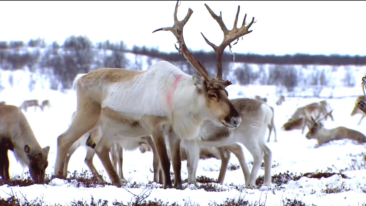 Norway, The Twilignt of the Reindeer - YouTube