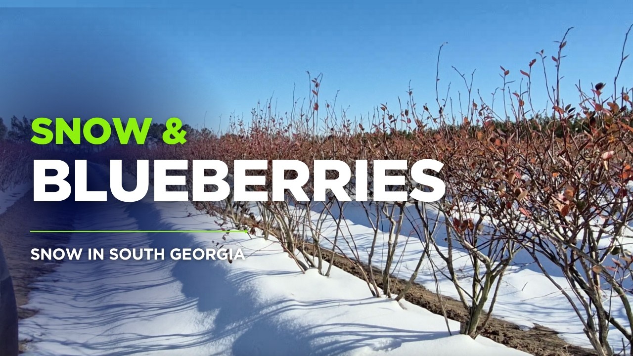 Will the Snow Hurt our Blueberries? - YouTube