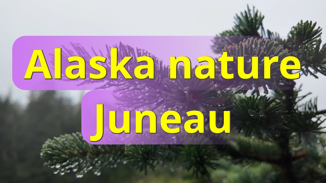 Amazing Alaska nature. Rainy day in Juneau. - YouTube