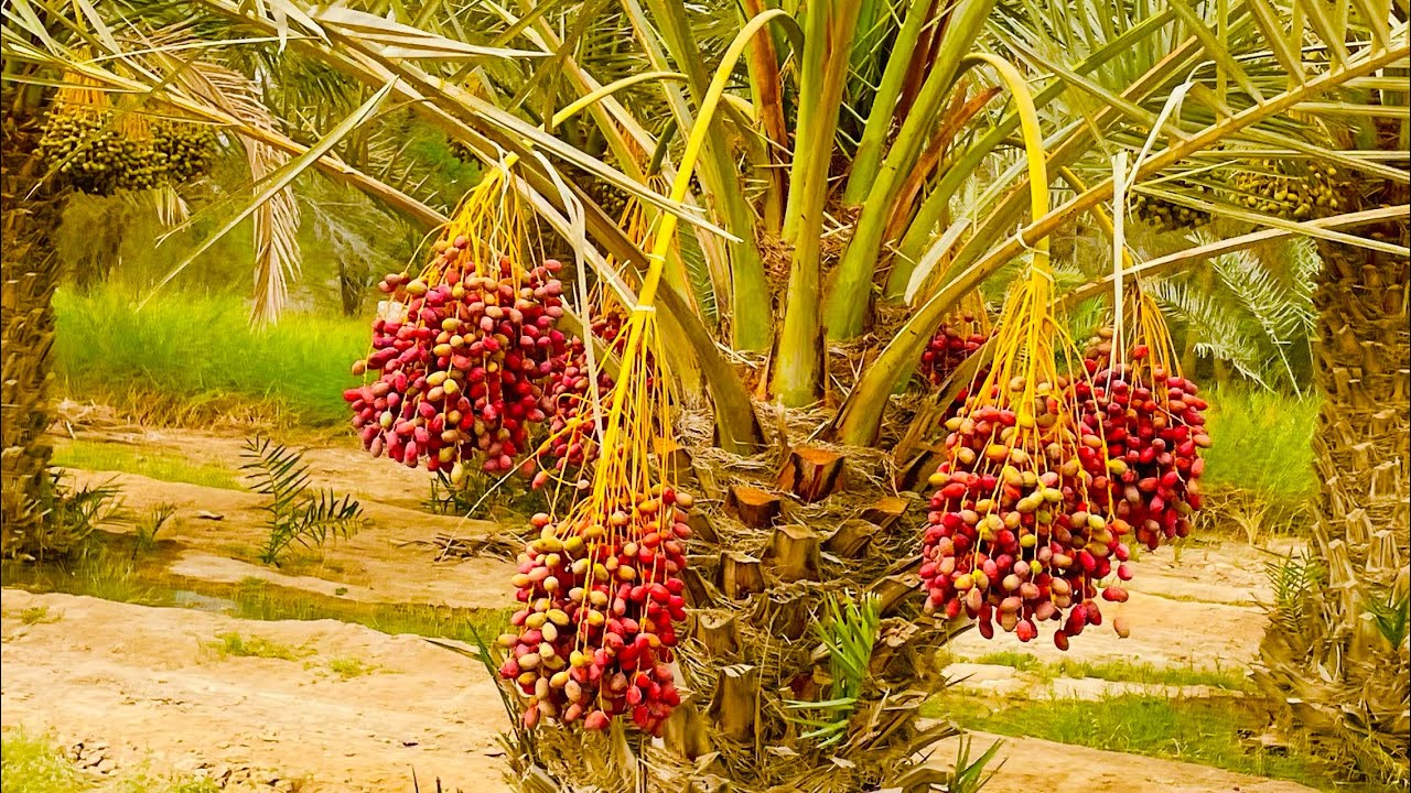 #date farm Qatar 🇶🇦 - YouTube