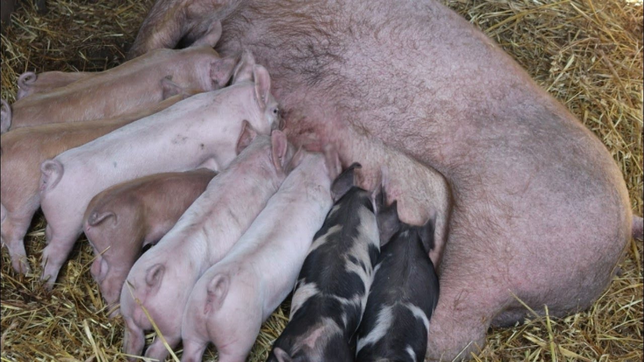 ShedWars 21: Easy pig castration on the homestead. Best Video EVER ...