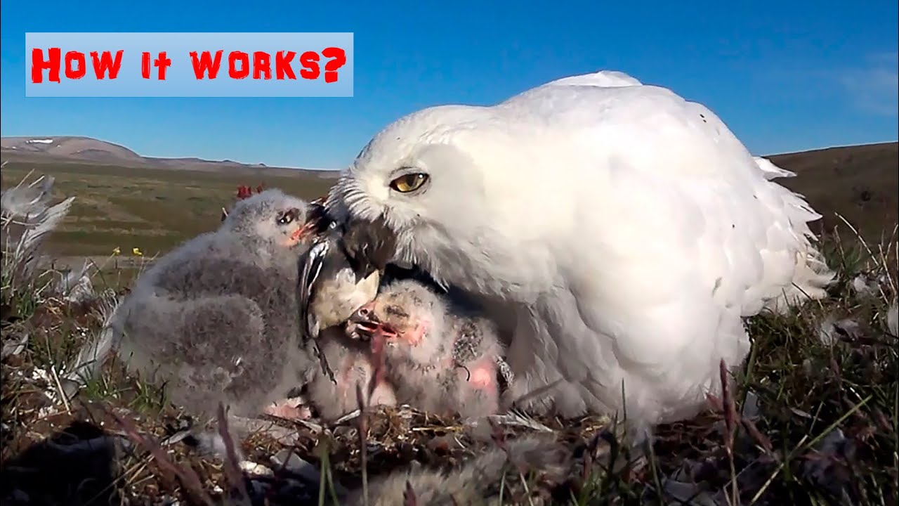 Snowy Owls: Male attempts to feed chicks! - YouTube