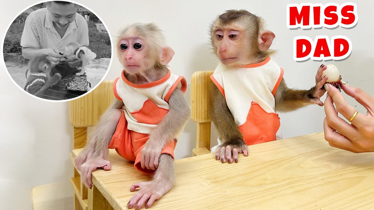 What makes PiPi and TiTi go on hunger strike? - YouTube