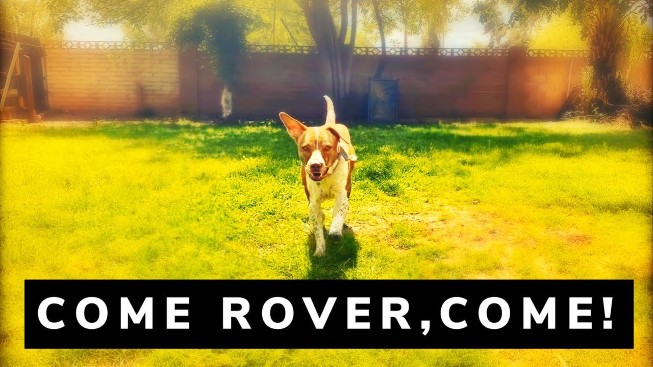 How Do I Get My Dog To Come Back To Me? - YouTube