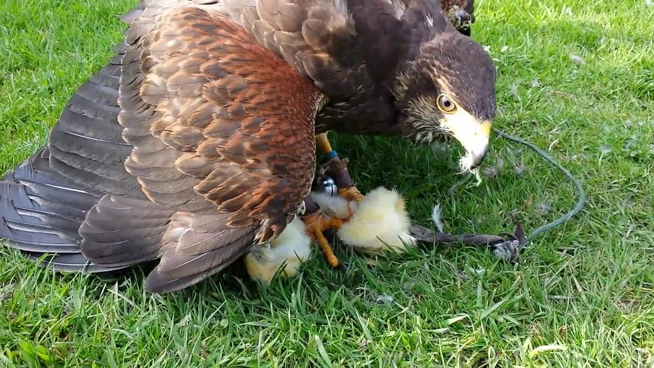 female harris hawk feeding - YouTube