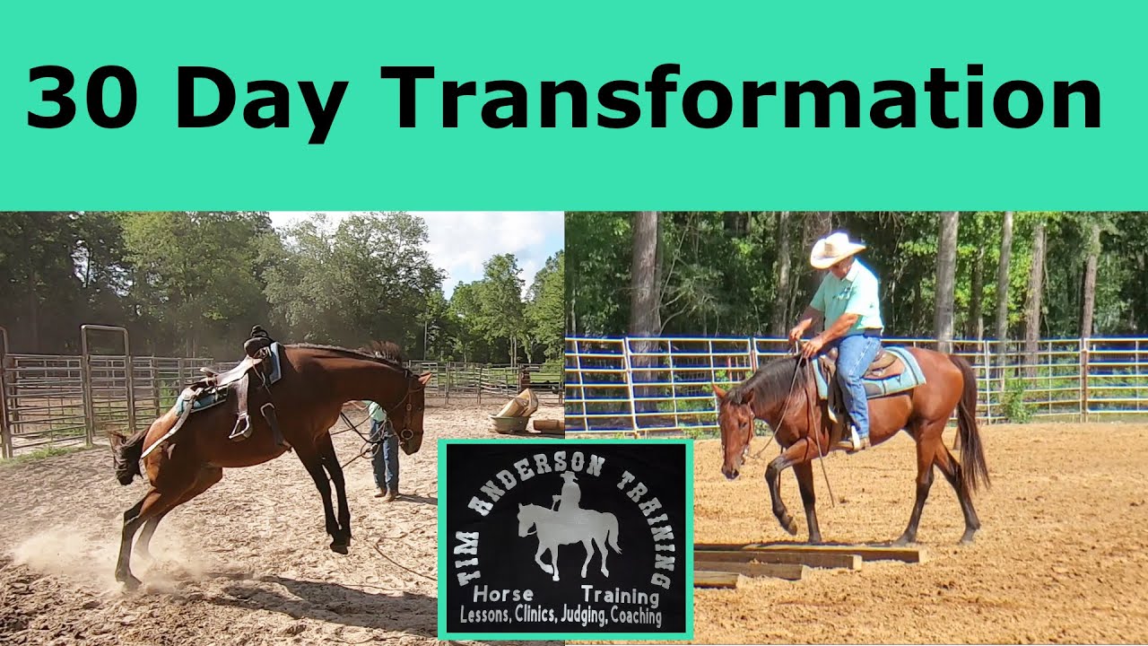 30 Days Of Training Horse Has Come A Long Ways YouTube 30-days-of-training-horse-has-come-a-long-ways-youtube