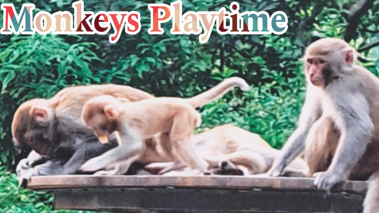 ASMR🔥WILD MONKEYS PLAYTIME🐒#wildlife - YouTube