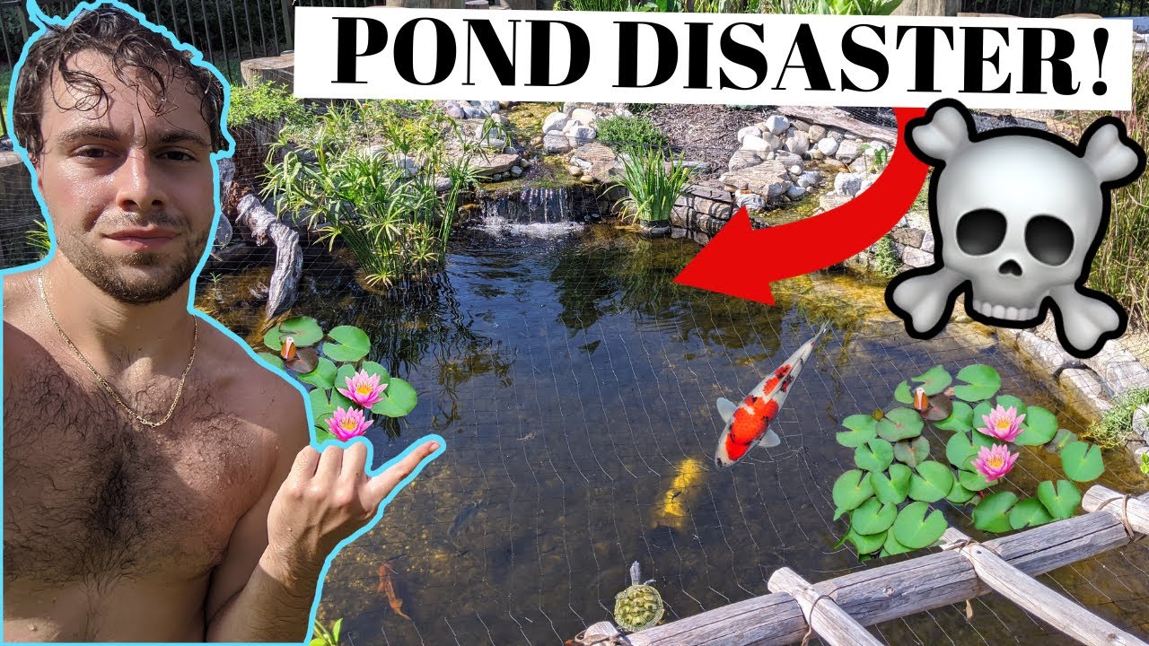 POND *DISASTER*!!! - YouTube