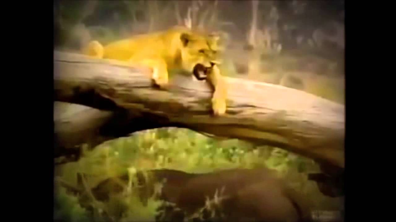 African Animals: See The Lions, Elephants and Giraffes in The Wild ...