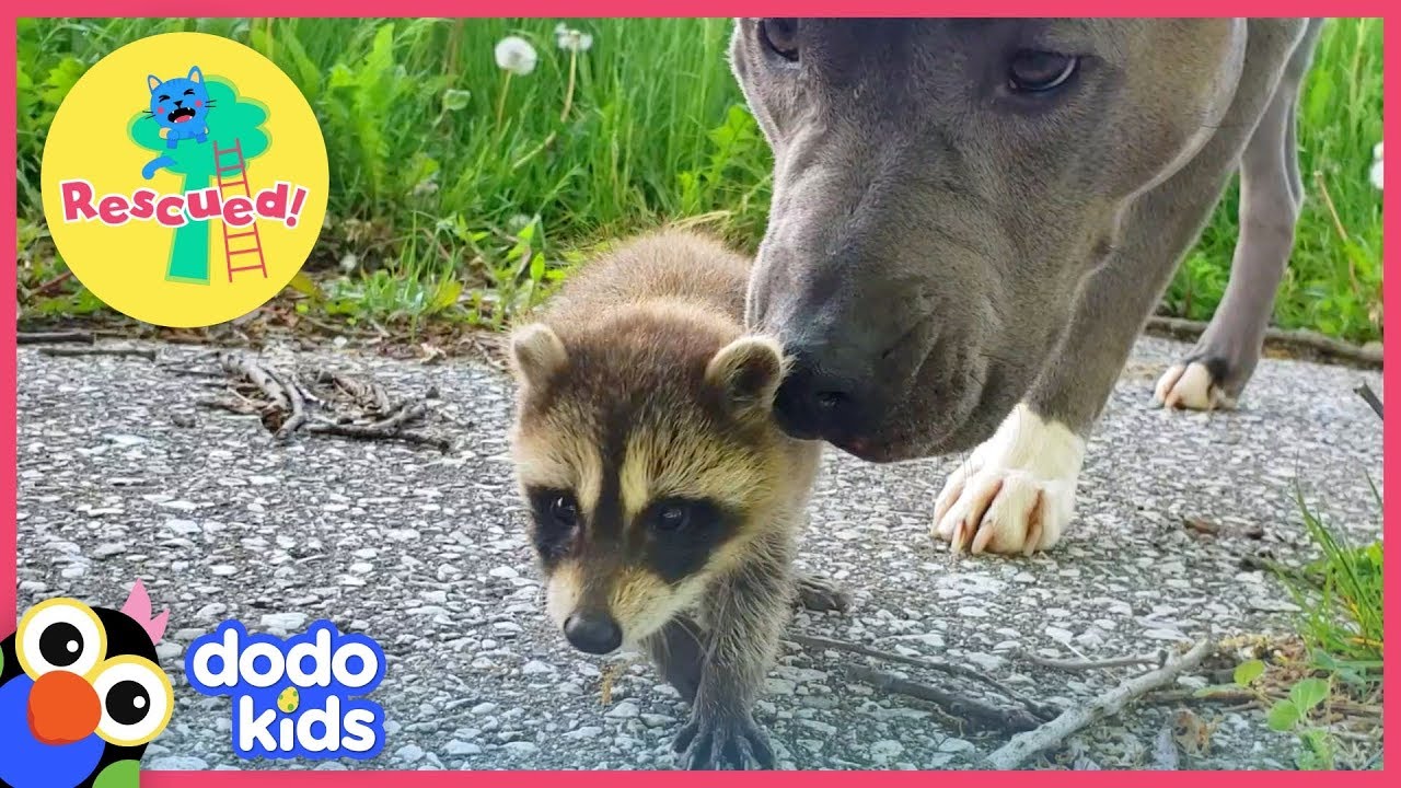 Three Cute Baby Raccoons Are Saved — By A Dog! | Dodo Kids: Rescued ...