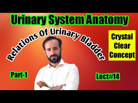 14. Urinary bladder | Relations of Urinary bladder | Male and Female ...