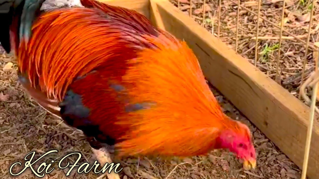 Sweater Clements grey Kelso - KOI FARM - YouTube