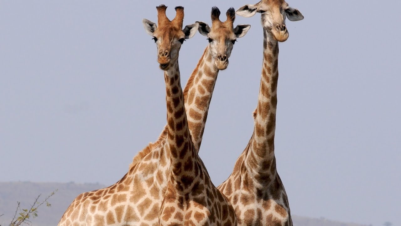 walking in the jiraffe of the jungle - YouTube