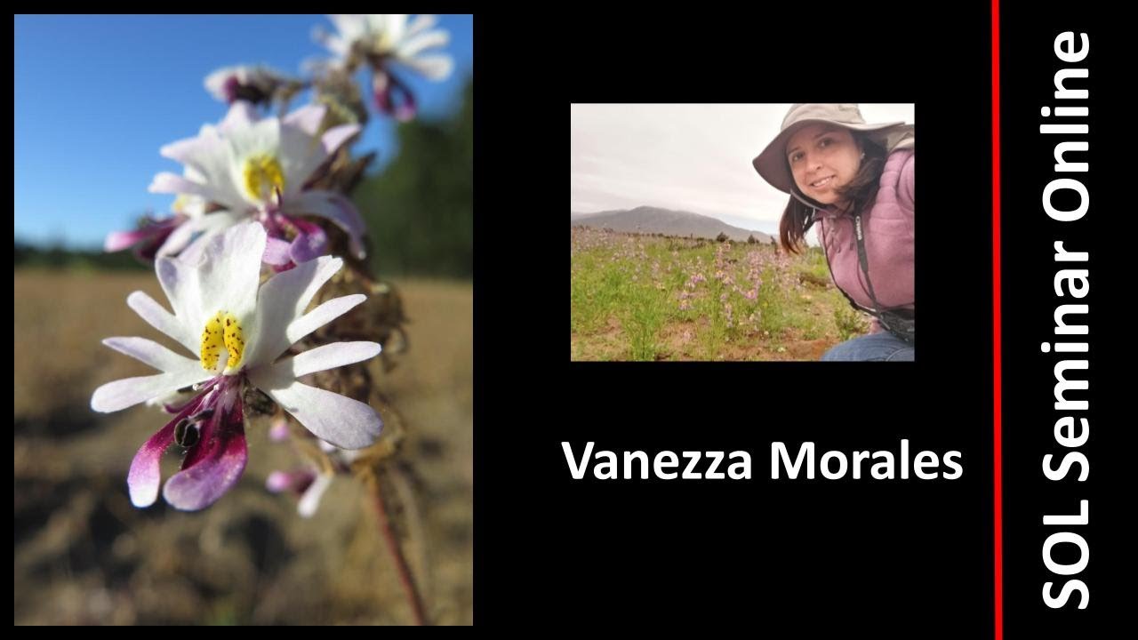 Schizanthus: the backstage of a synopsis and future perspectives ...