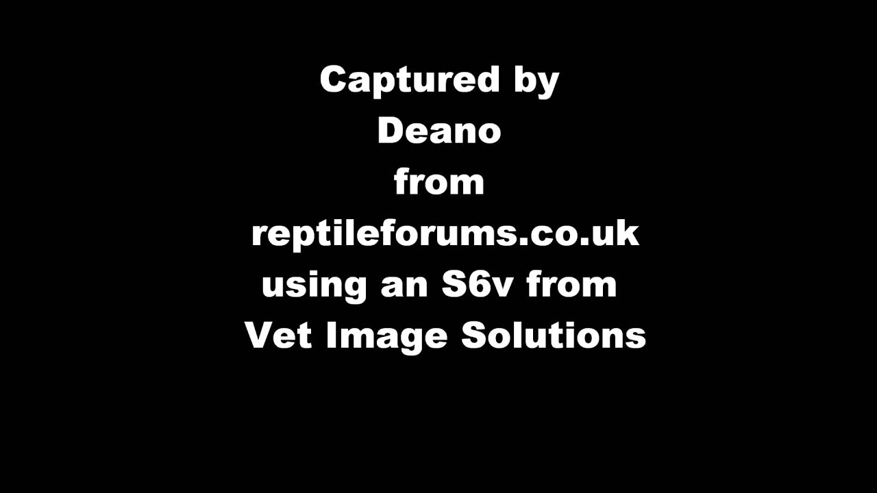 Ultrasound scan of a snake's heart - YouTube