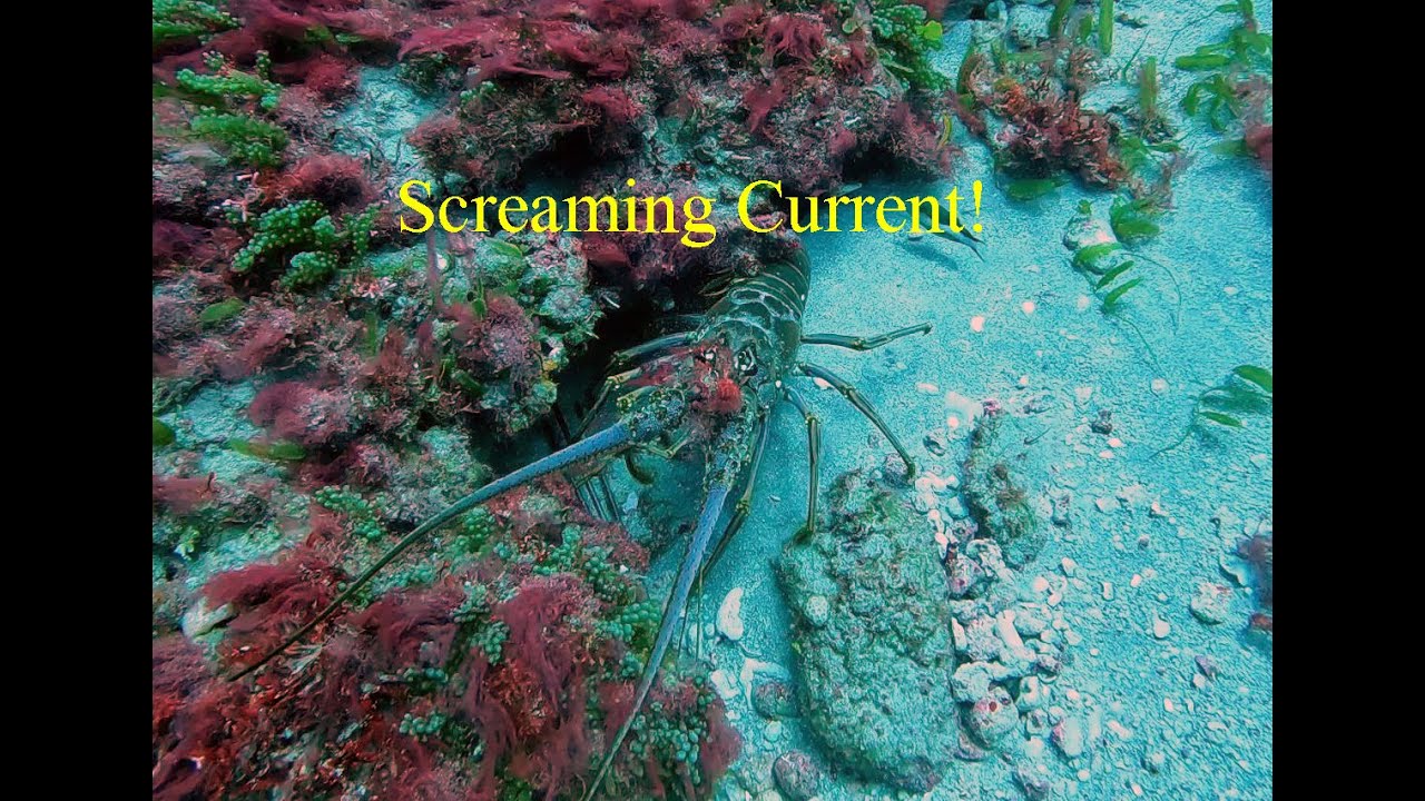 Lobster Diving in a Screaming Current - YouTube