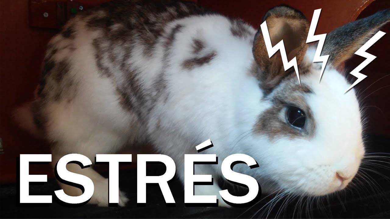 Estrés en conejos - YouTube