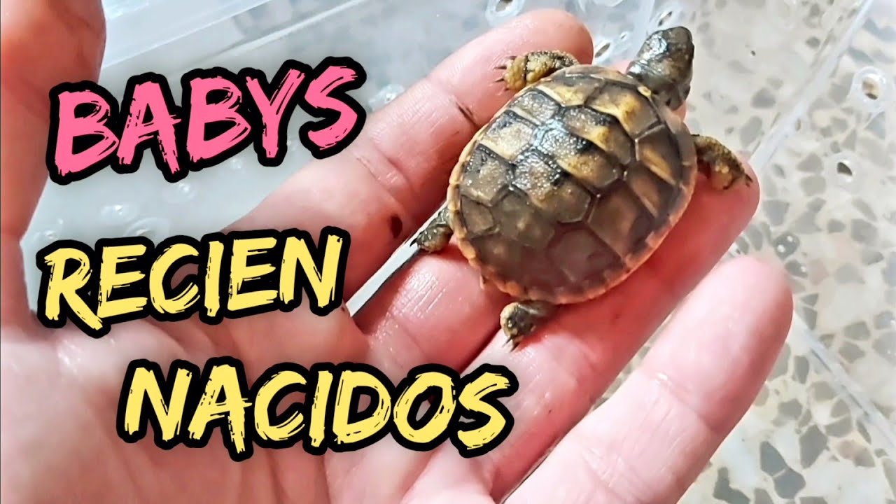tortugas babys recien nacidos de tortuga mediterránea - YouTube