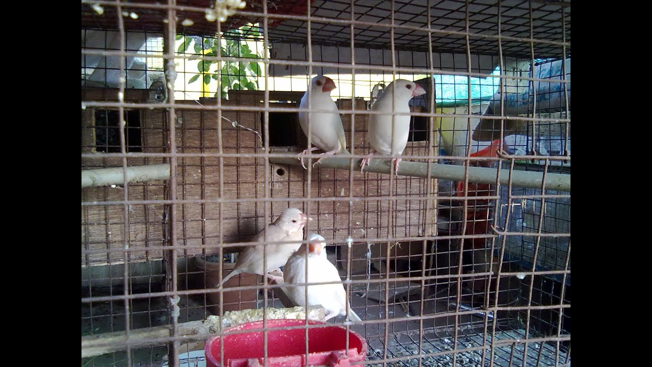 java sparrow breeding - YouTube