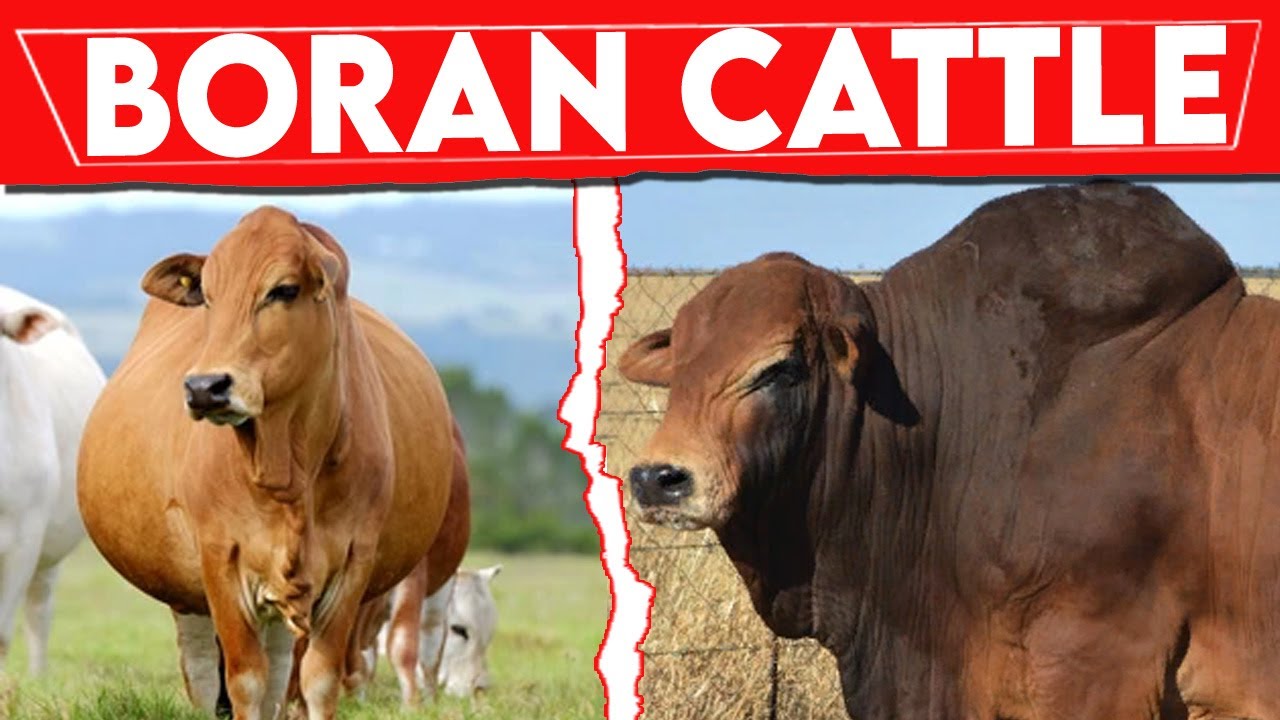 ⭕ BORAN Cattle HISTORY Every Breed In The World || BORAN Bull / Biggest ...