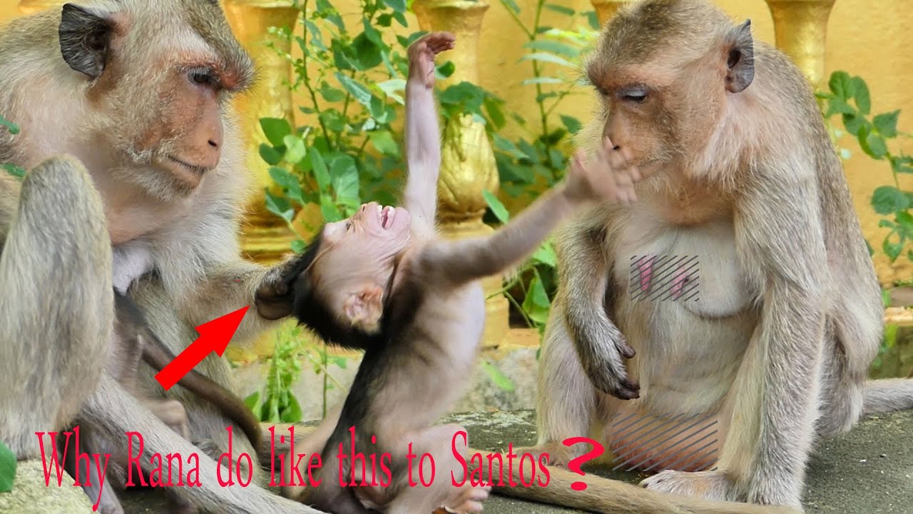 OMG.... Why Mommy Monkey Rana Do Like This To Baby Monkey Santos ...