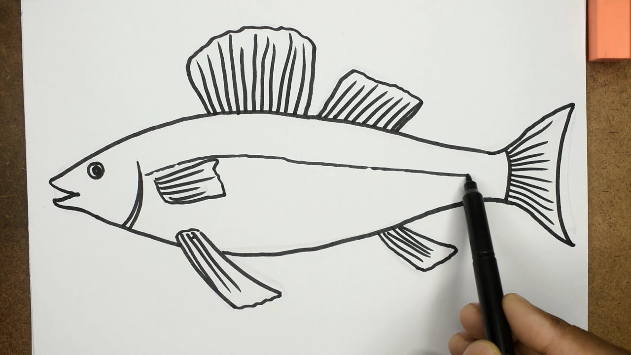 Sea Fish Drawing for beginners : Pencil to Sketch Pen Tutorial - YouTube