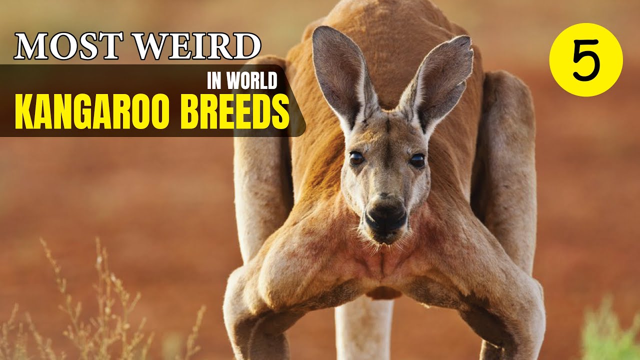 5 Most Weird Kangaroo Breeds in the World | Wild Whim - YouTube