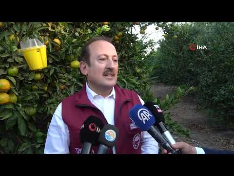 Narenciyenin başkentinde zararlıya karşı biyolojik başarı