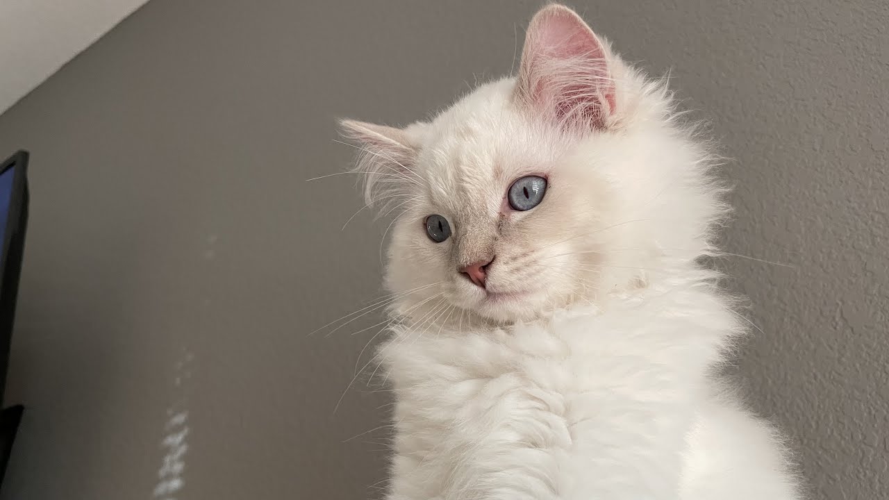 Get to Know Casper from Pearl's Ragdolls - YouTube