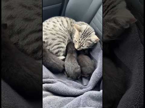 Let’s help each other — safety found her 🥺 #cat