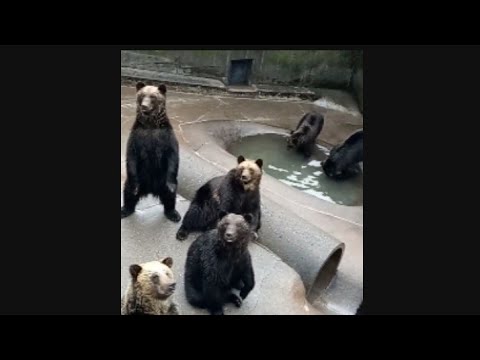 Showa Shinzan bear ranch, Part 4, Hokkaido Japan. - YouTube