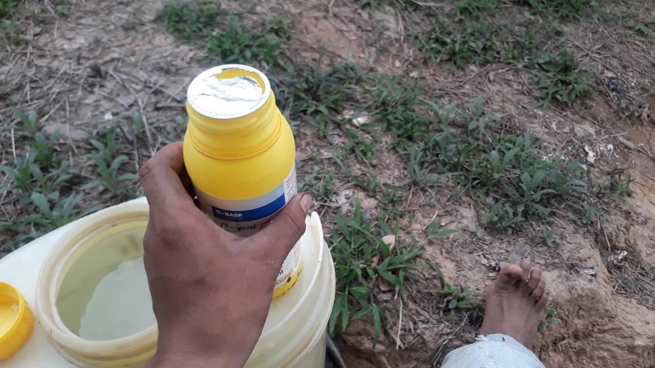 Racun Hama yang paling ampuh membunuh Hama - YouTube