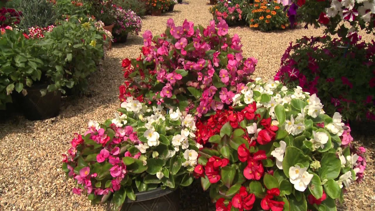 Begonia Lotto Mix - YouTube