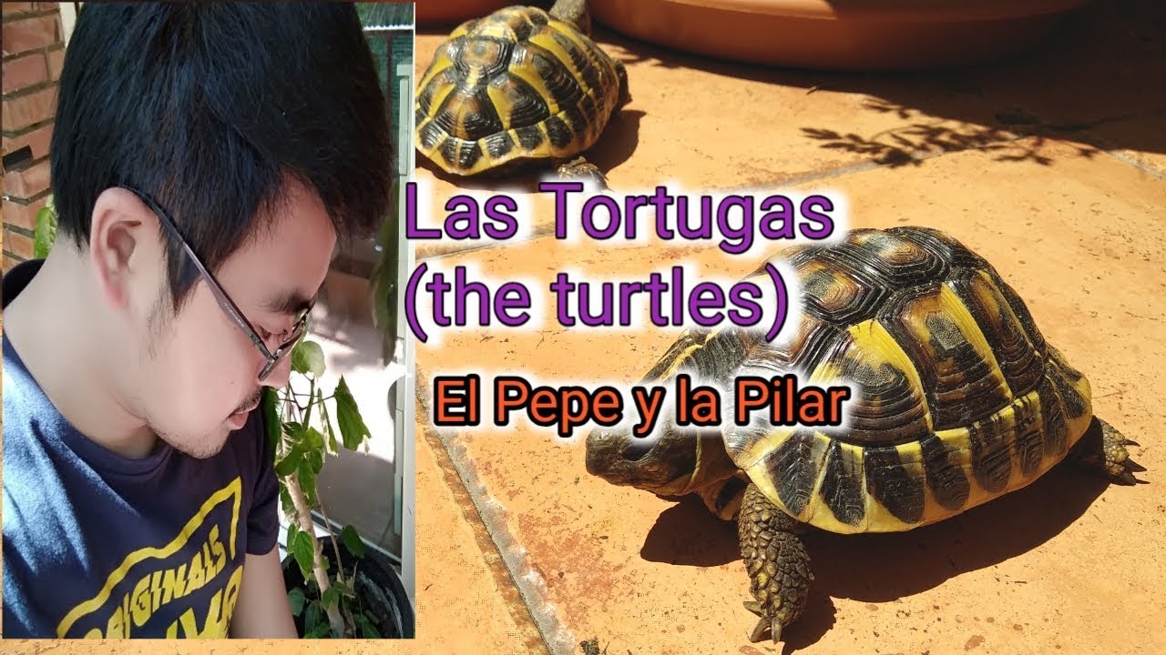 Las Tortugas / the turtles - YouTube