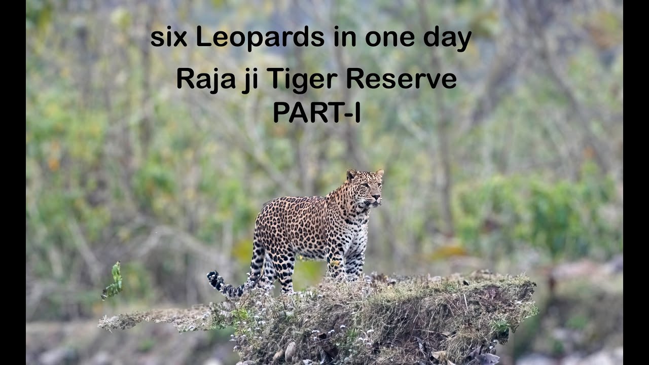 Six Leopards in One day , Mohand range , Rajaji Tiger reserve - YouTube