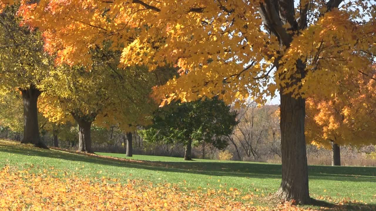 One Hundred Trees Part 5 - YouTube