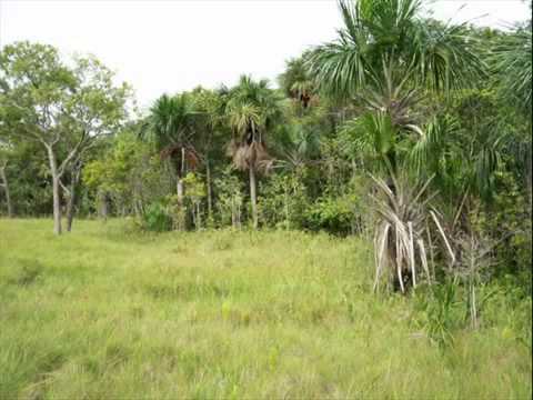 LIBARDO OLARTE - GOLPE CRIOLLO ES EL JOROPO - YouTube