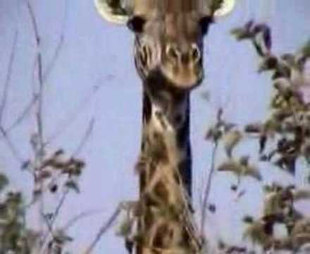 Giraffe - YouTube