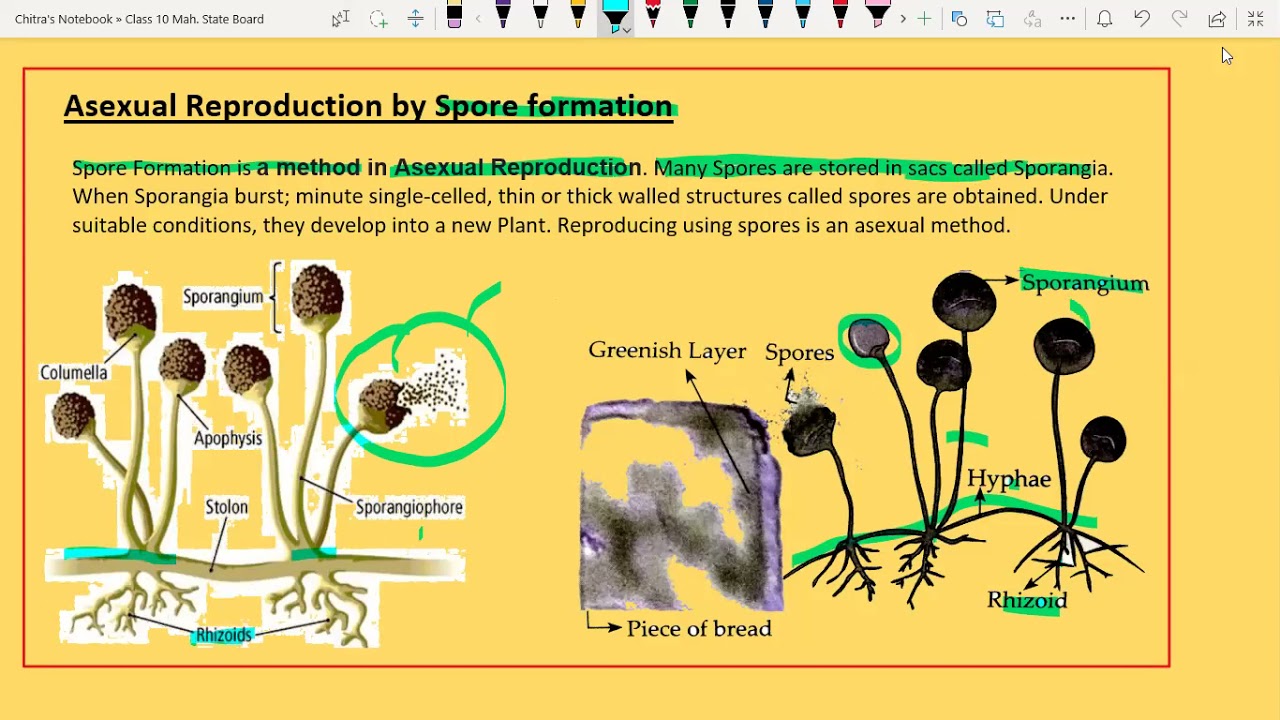 Mucor Spore Formation