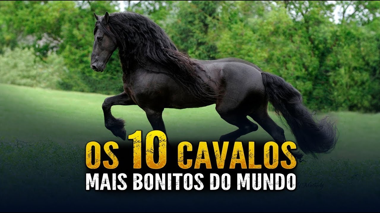 OS 10 CAVALOS MAIS BONITOS DO MUNDO AS MAIS BELAS RAÇAS DE CAVALOS ...