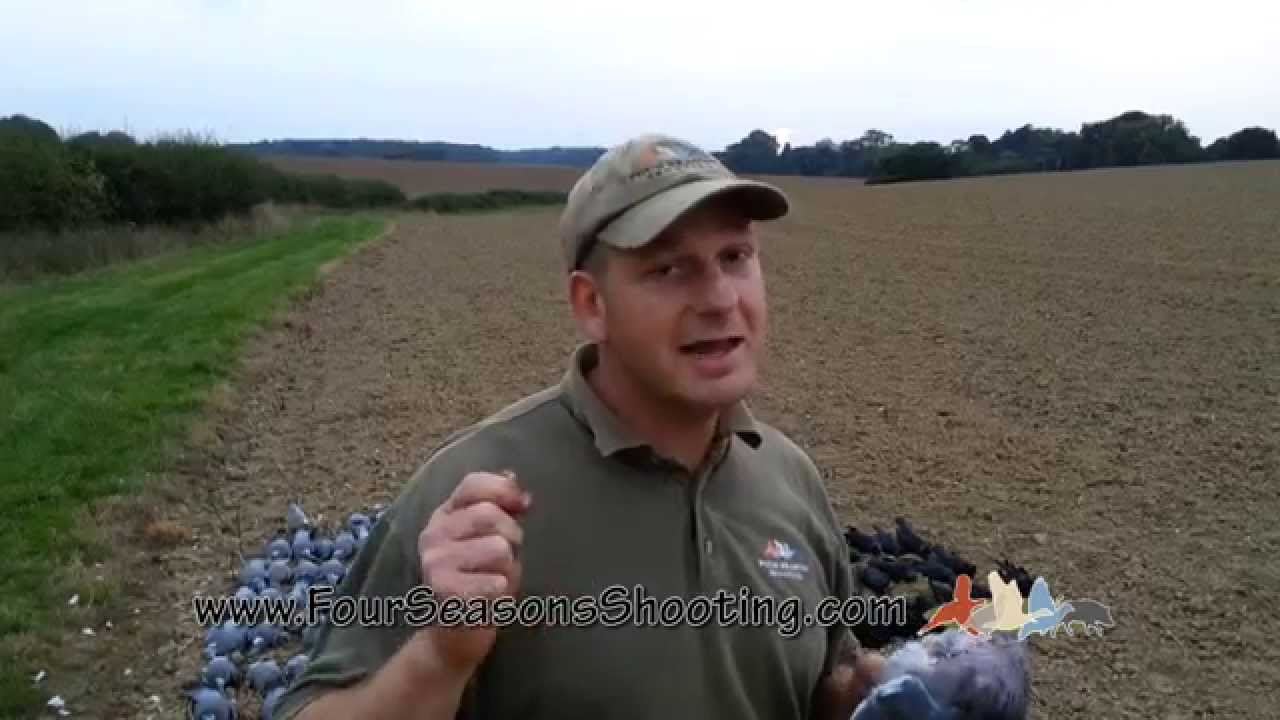 The UK Wood Pigeon Shooting Forecast for October 2023 - YouTube