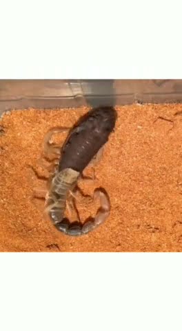 Scorpion shedding its skin - YouTube
