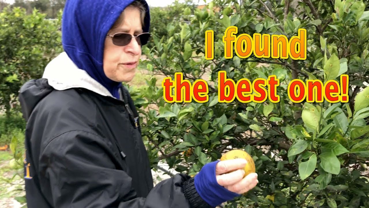 Orange picking at Ridge Island Groves Florida - YouTube
