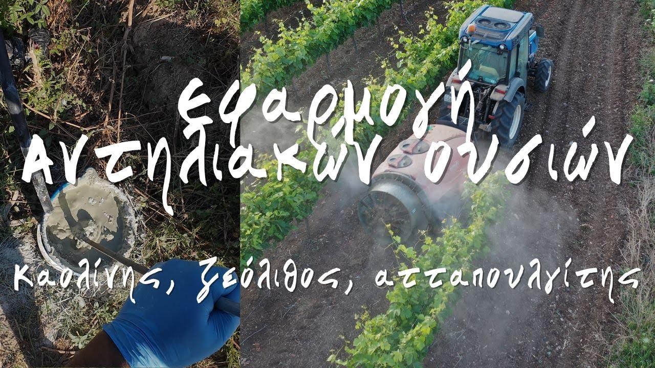 Εφαρμογή Αντηλιακών Προϊόντων Στο Αμπέλι (Καολίνης / Ζεόλιθος ...